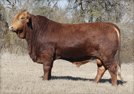 Beefmaster Retired Herd Bulls & Semen | Rancho Tres Hijos | Rancho Tres ...